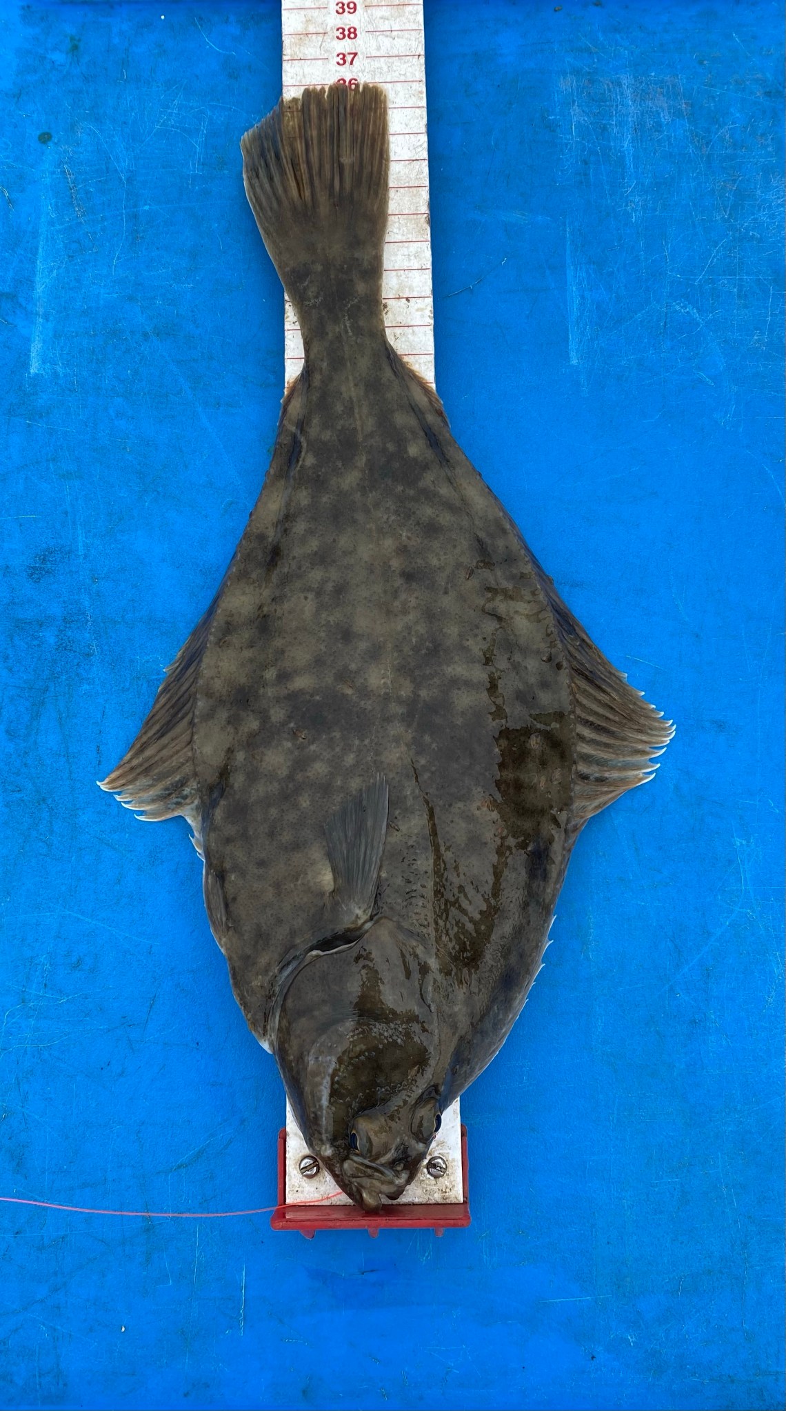 Workington Beach – My Fishing Passion